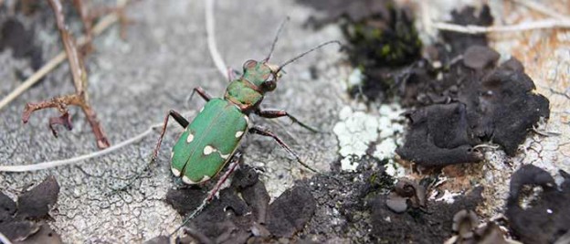 C_campestris – MultiBaseCS